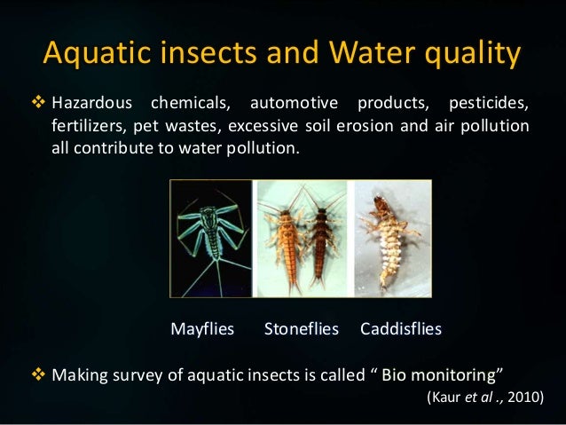 Insects of aquatic ecosystem