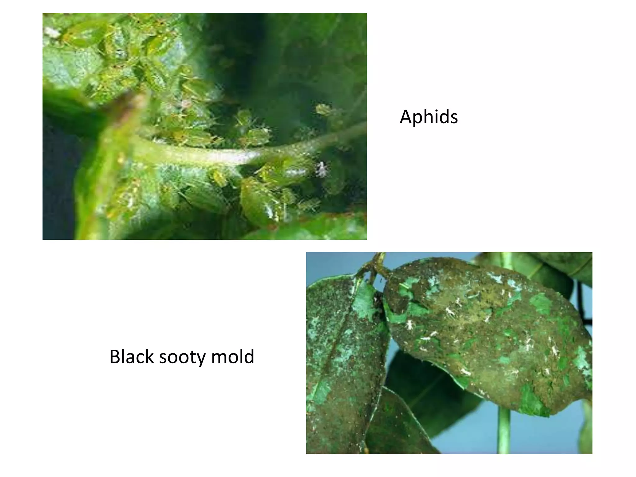 biocontrol of greenhouse or glasshouse pests | PPT