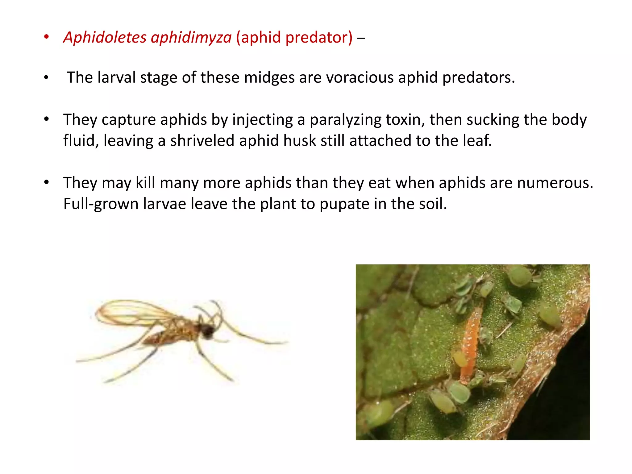 biocontrol of greenhouse or glasshouse pests | PPT