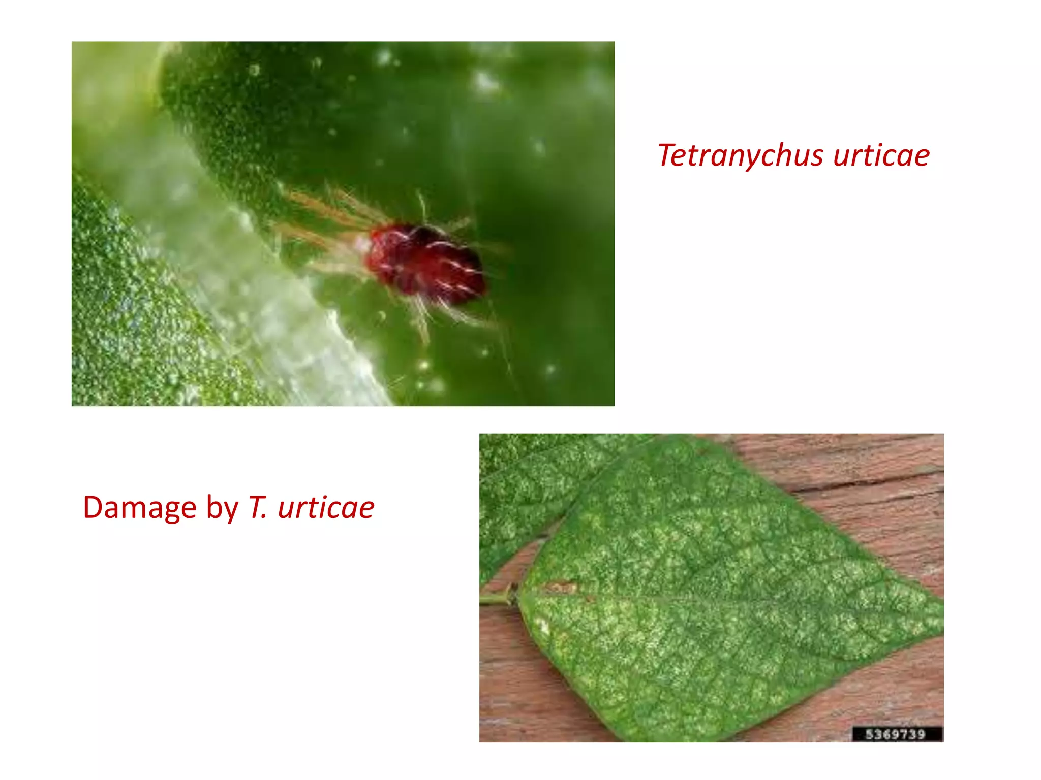 biocontrol of greenhouse or glasshouse pests | PPT