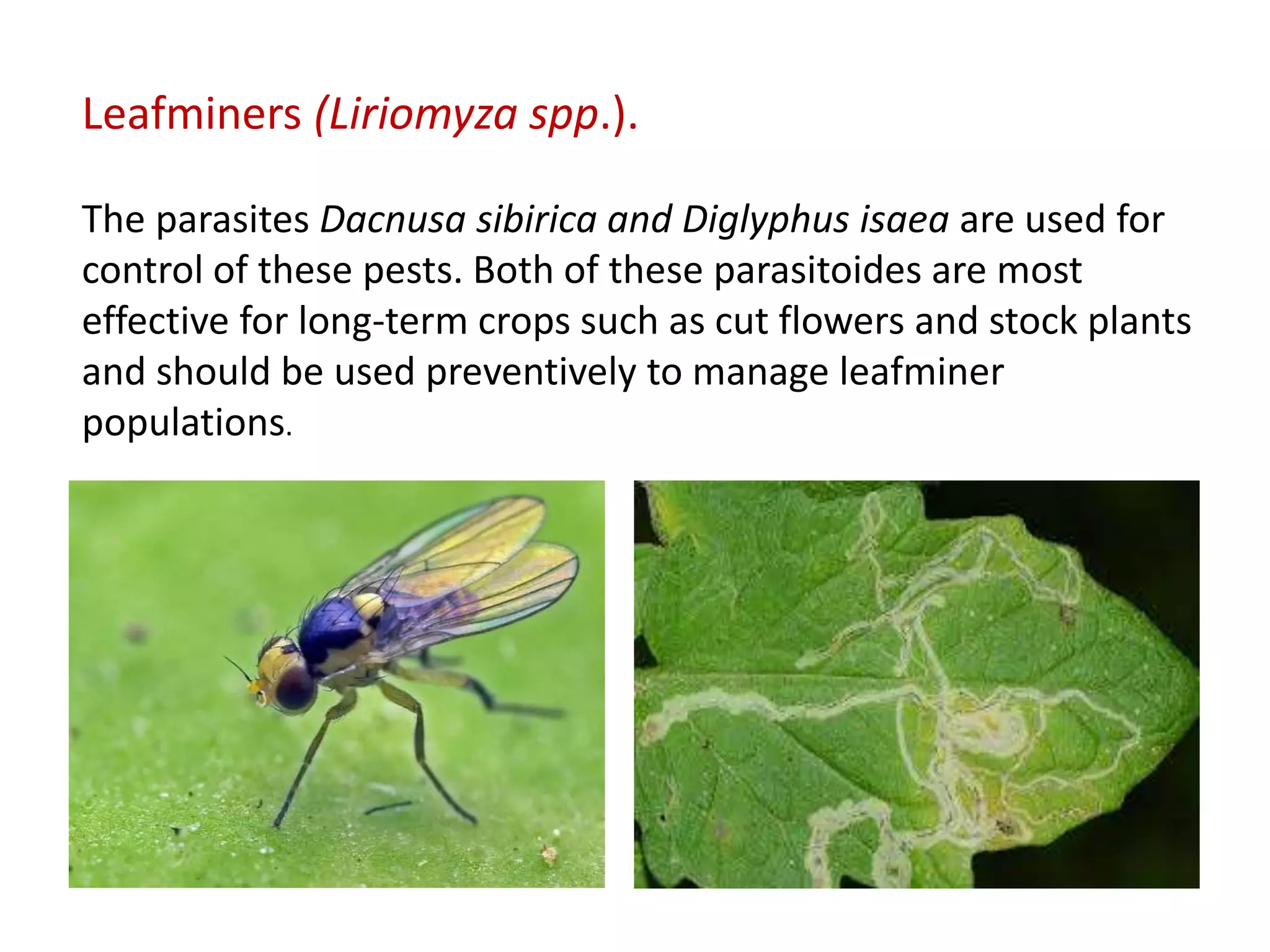 biocontrol of greenhouse or glasshouse pests | PPT