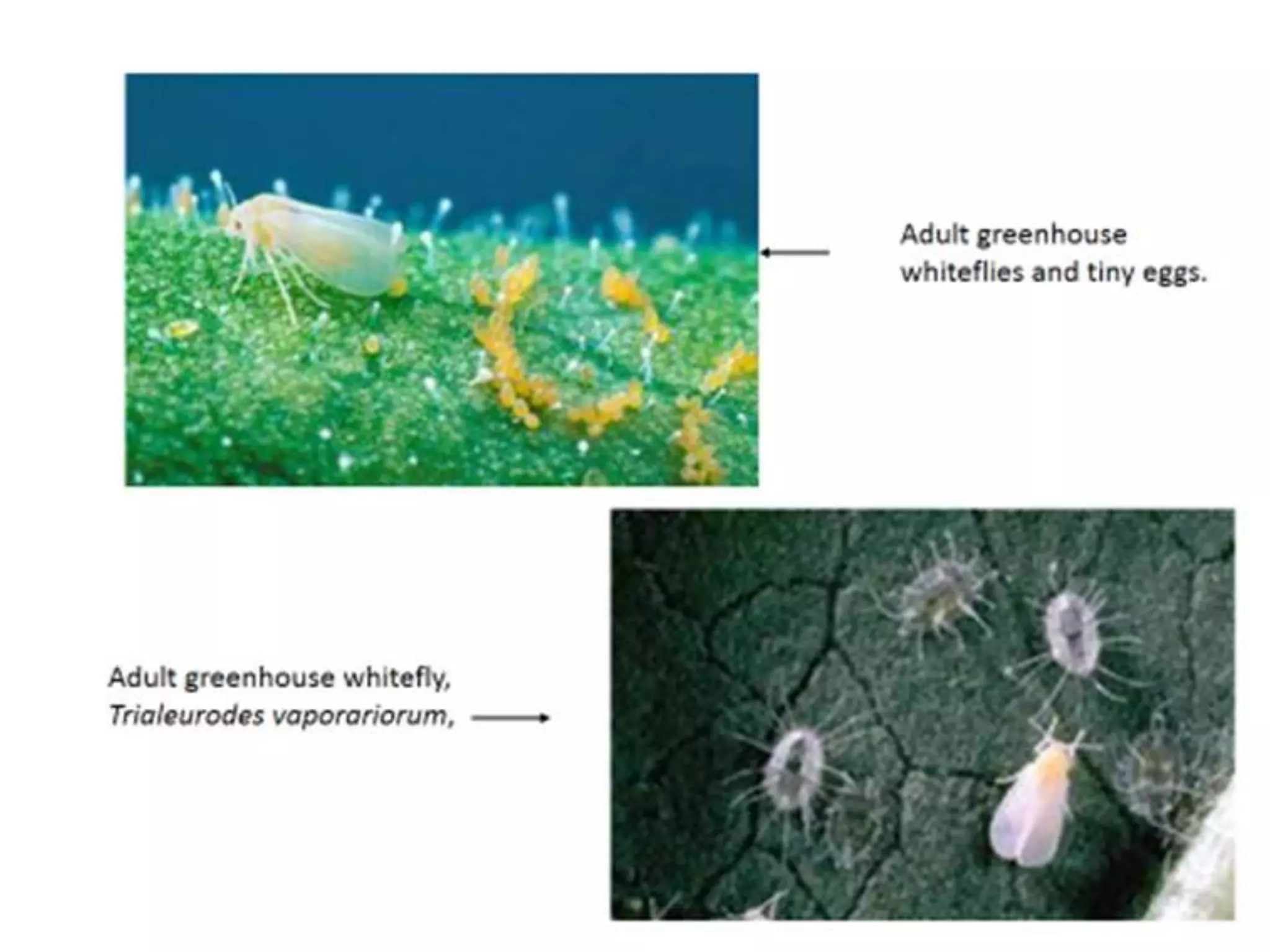 biocontrol of greenhouse or glasshouse pests | PPT