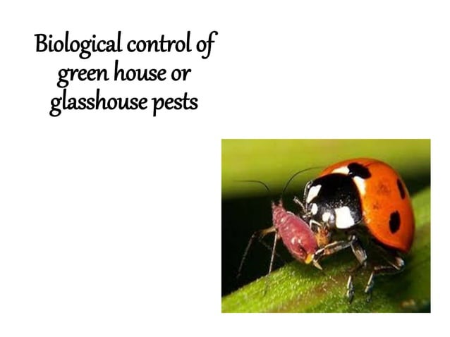 biocontrol of greenhouse or glasshouse pests | PPT