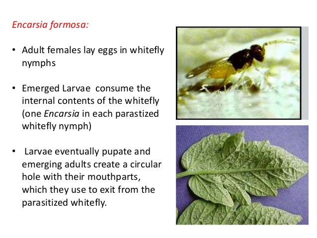 Greenhouse Pests Identification