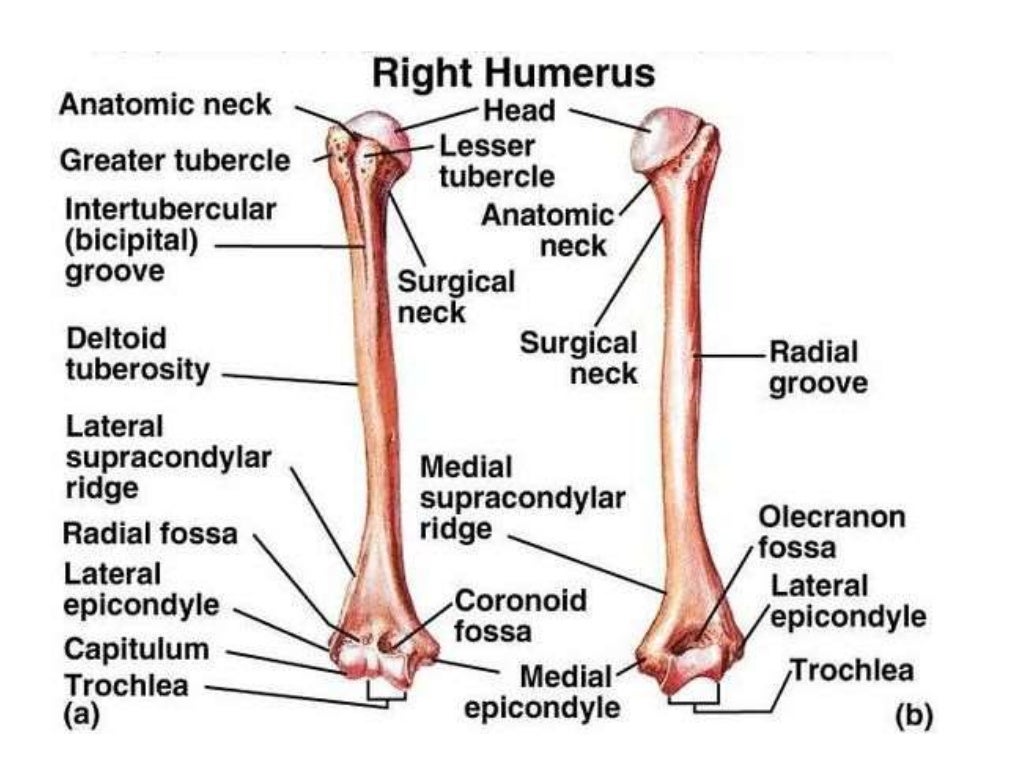 Supracondylar fracture of the humerus by phaneendra akana