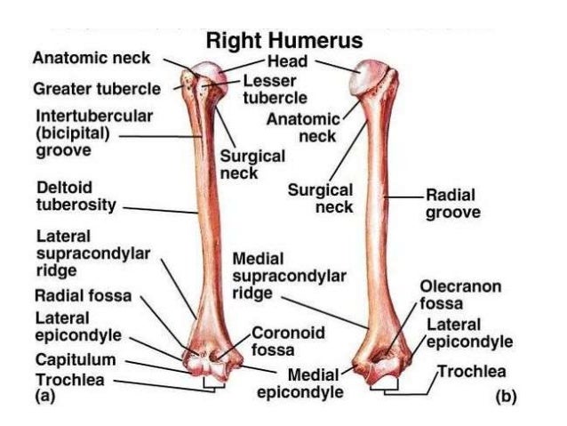 Supracondylar fracture of the humerus by phaneendra akana