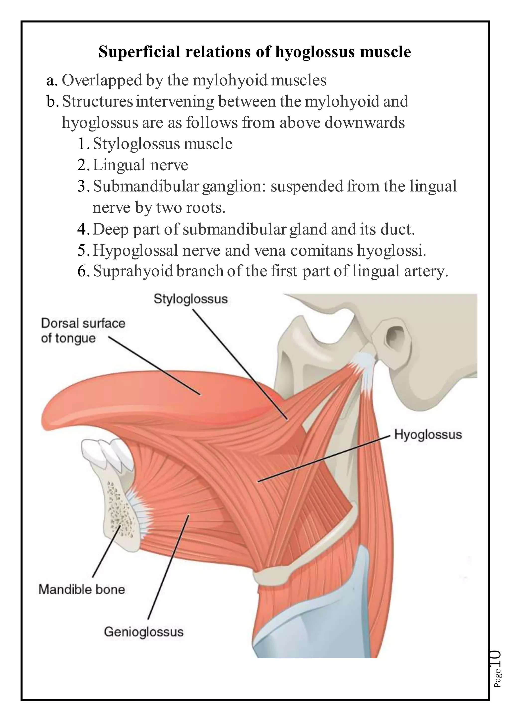 Suprahyoid Muscles | DOCX