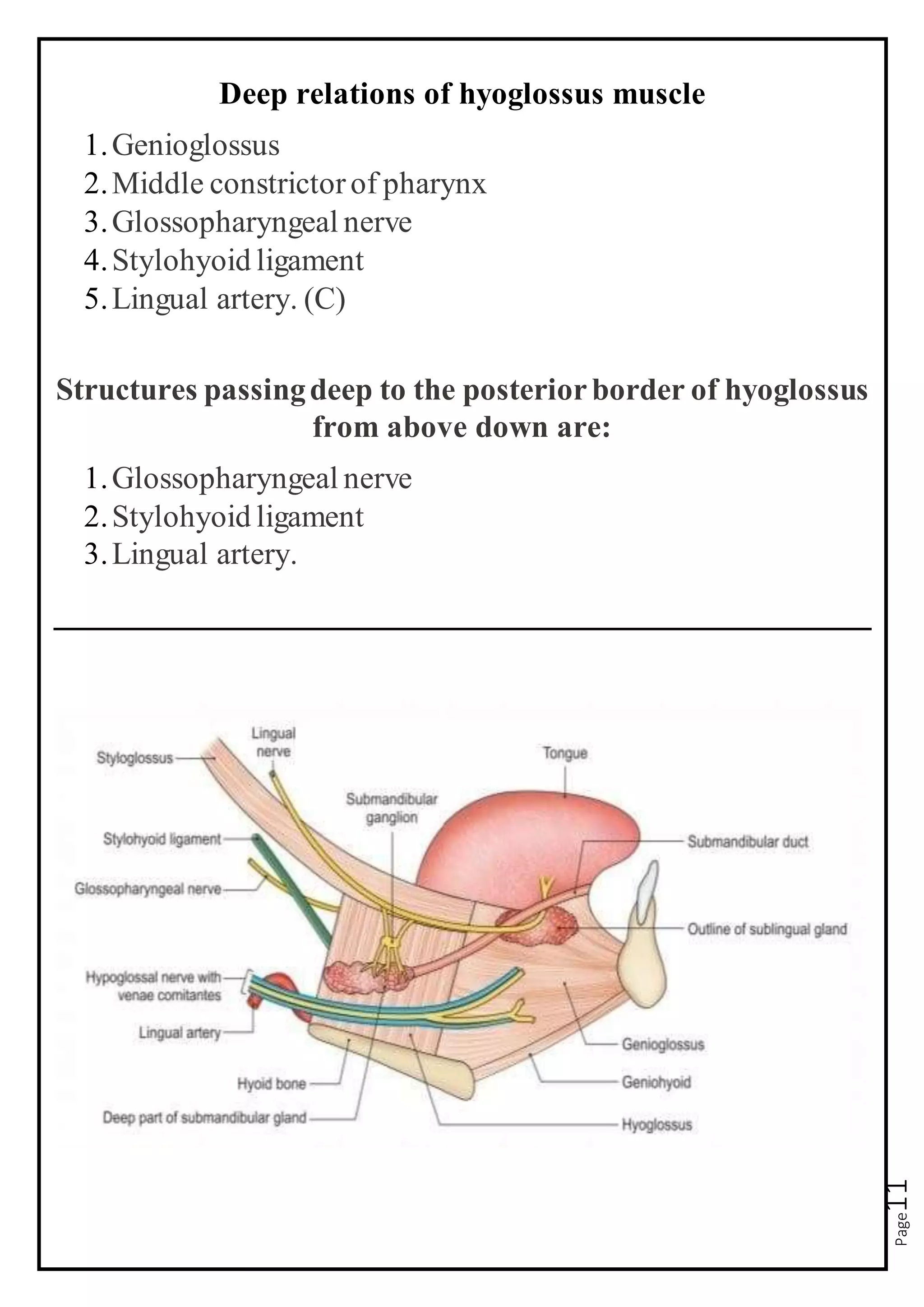 Suprahyoid Muscles | DOCX