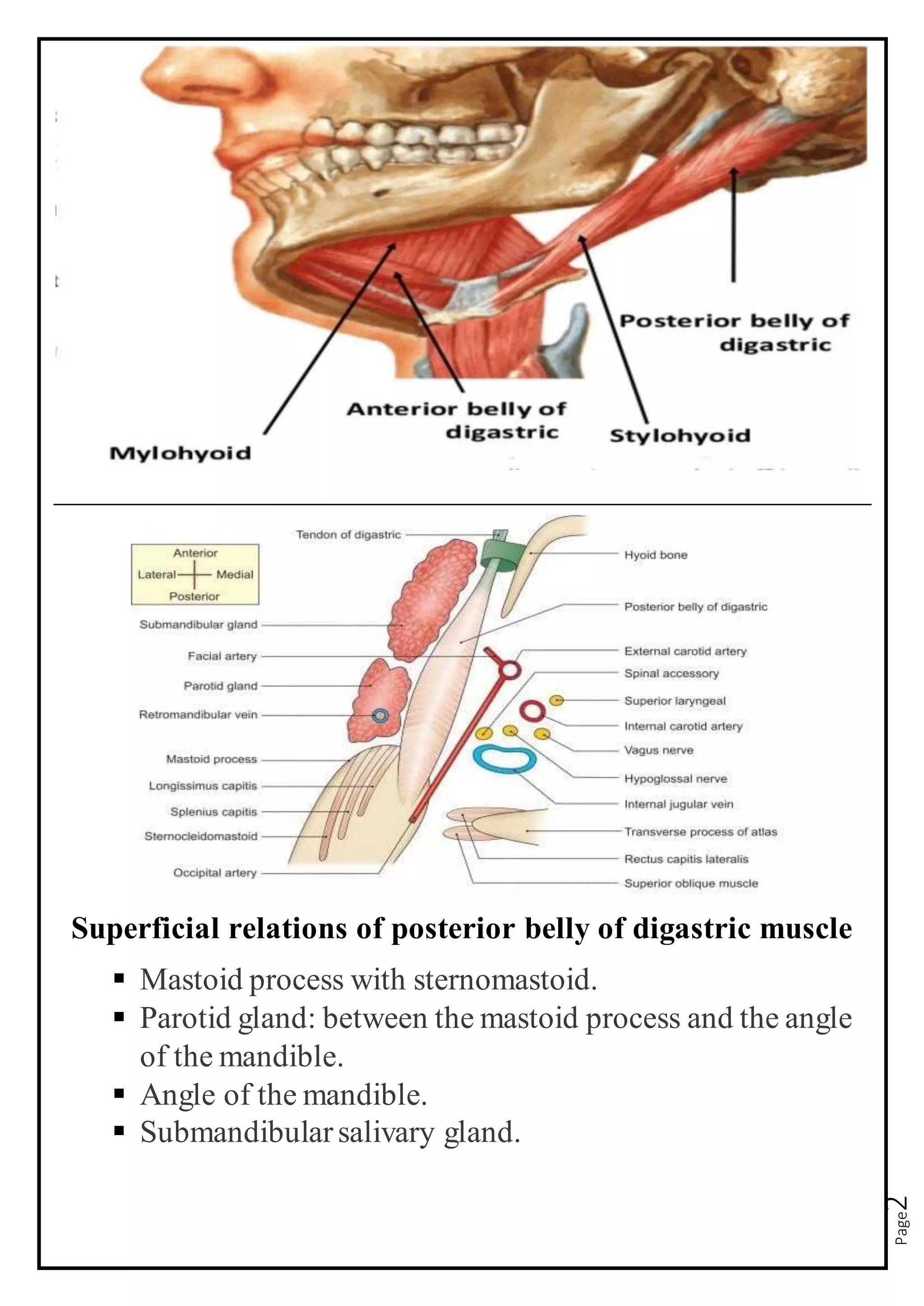 Suprahyoid Muscles | DOCX