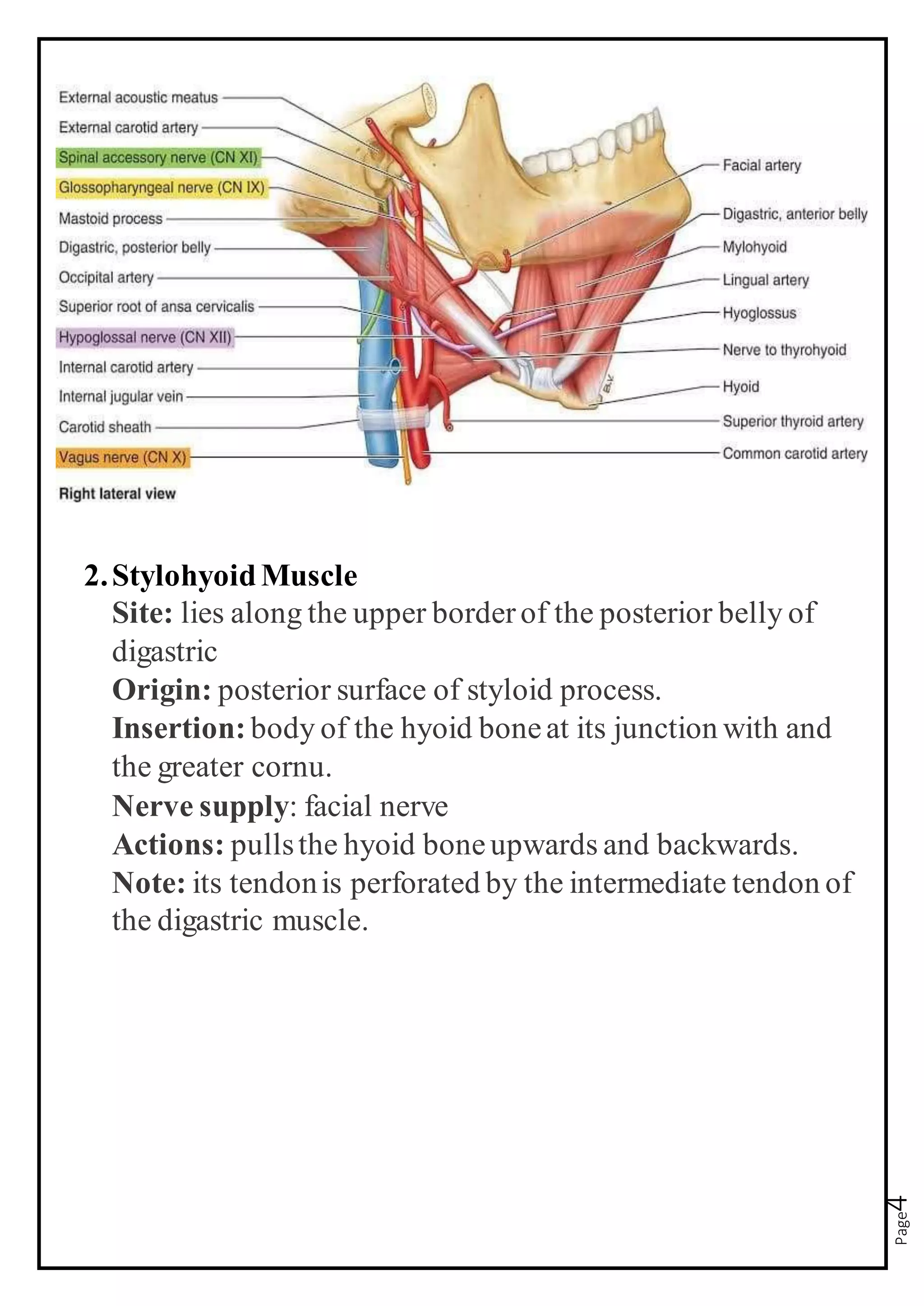 Suprahyoid Muscles | DOCX
