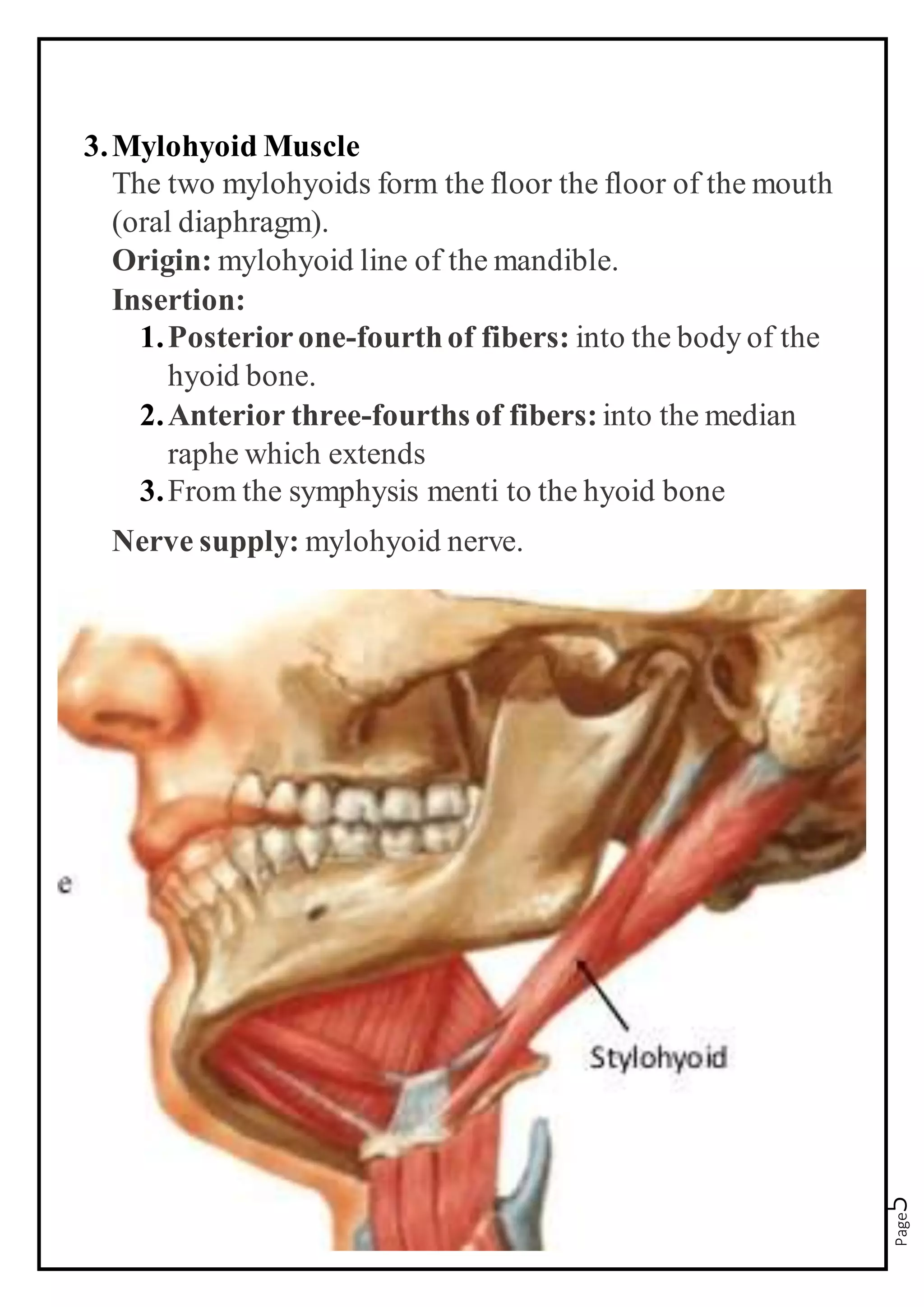 Suprahyoid Muscles | DOCX
