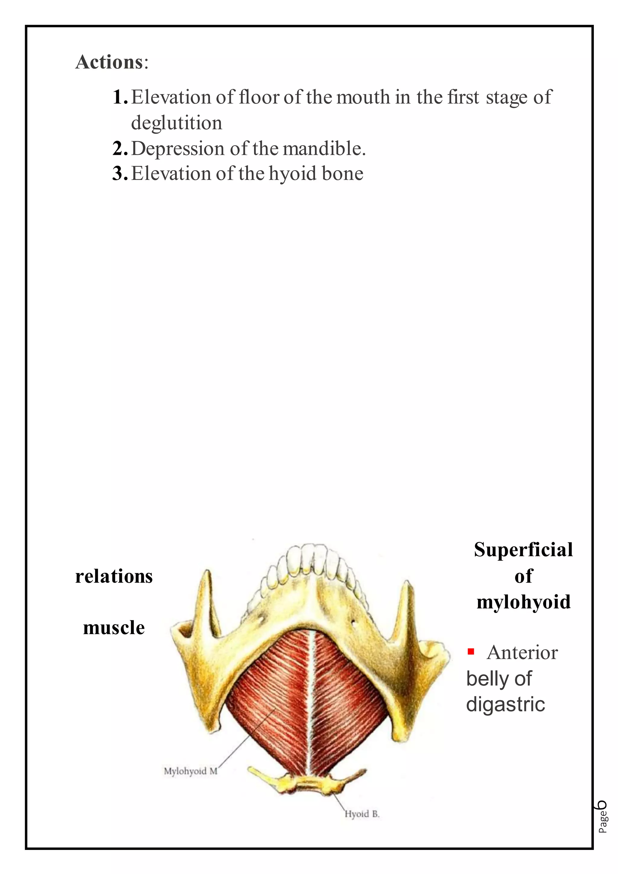 Suprahyoid Muscles | DOCX
