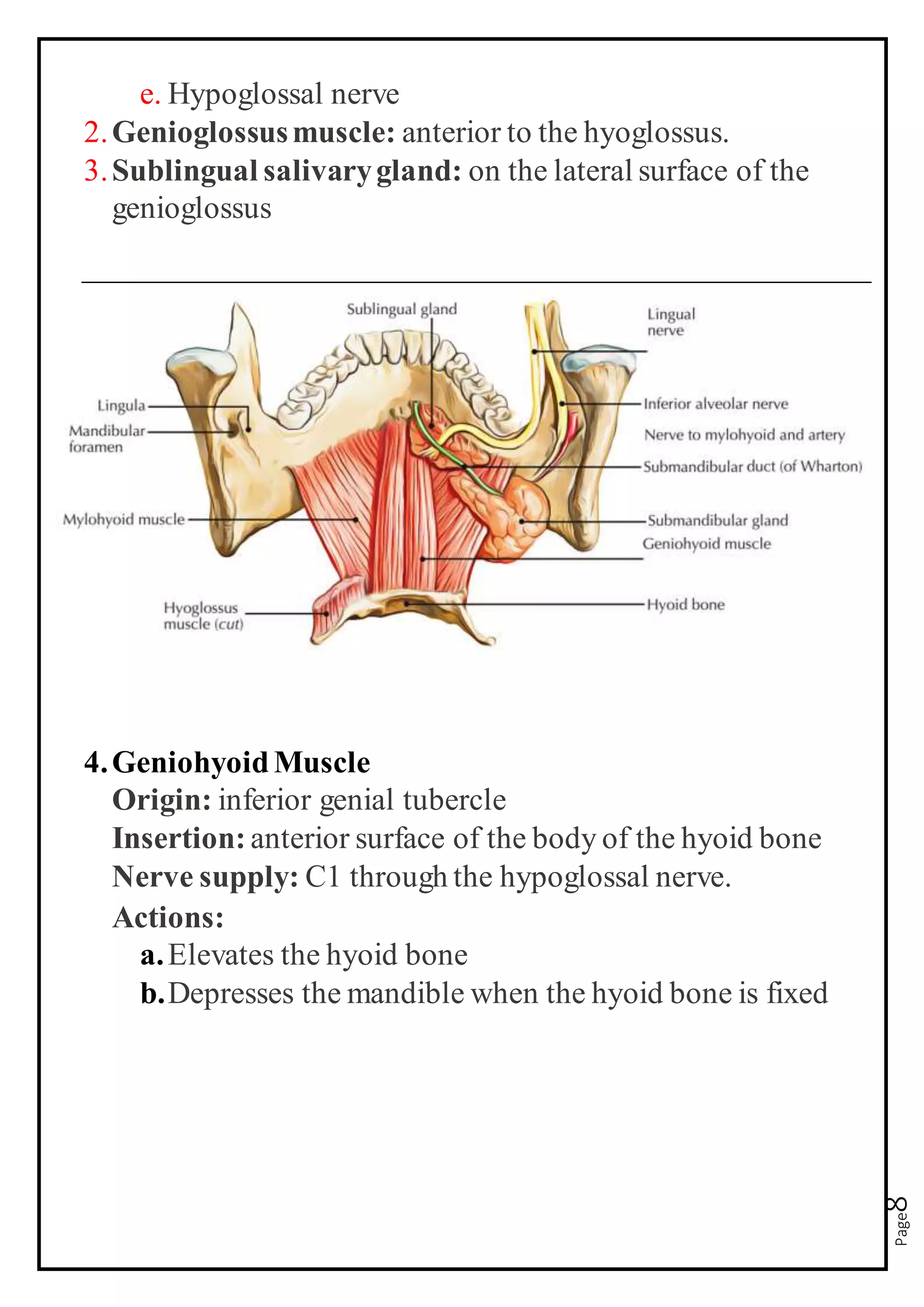 Suprahyoid Muscles | DOCX