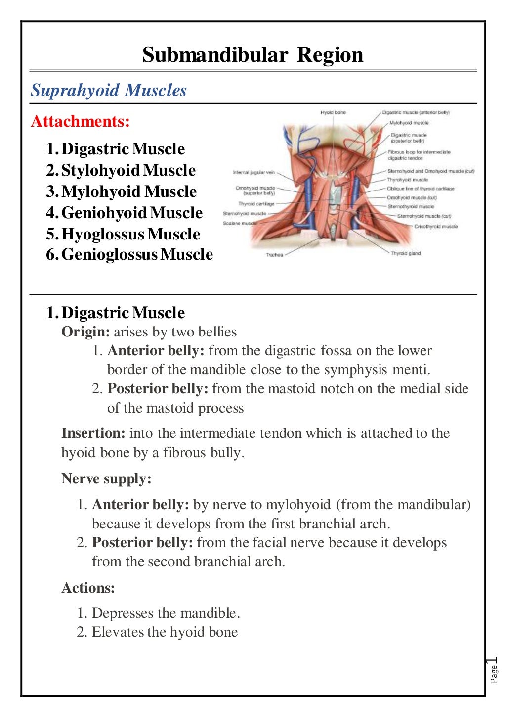 Suprahyoid Muscles