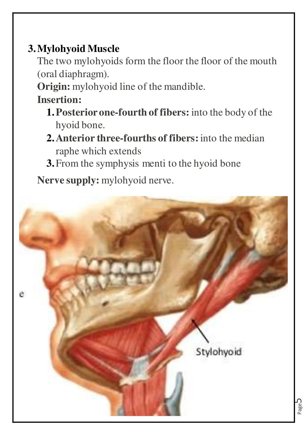 Suprahyoid Muscles