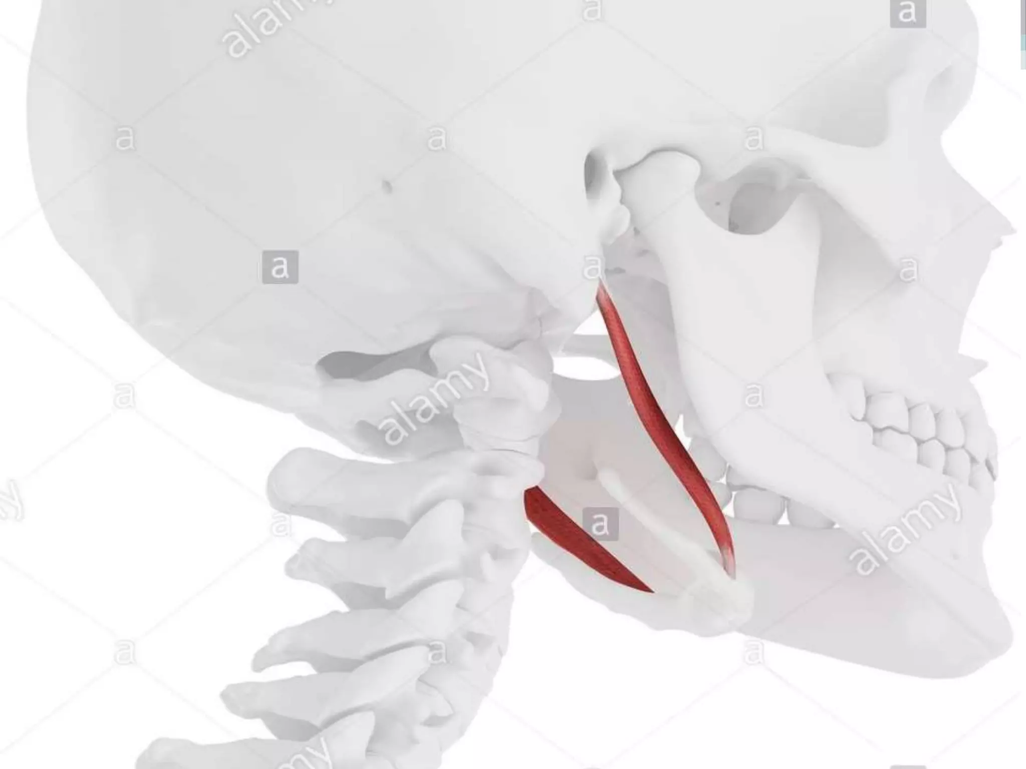 Suprahyoid and infrahyoid muscles | PPTX