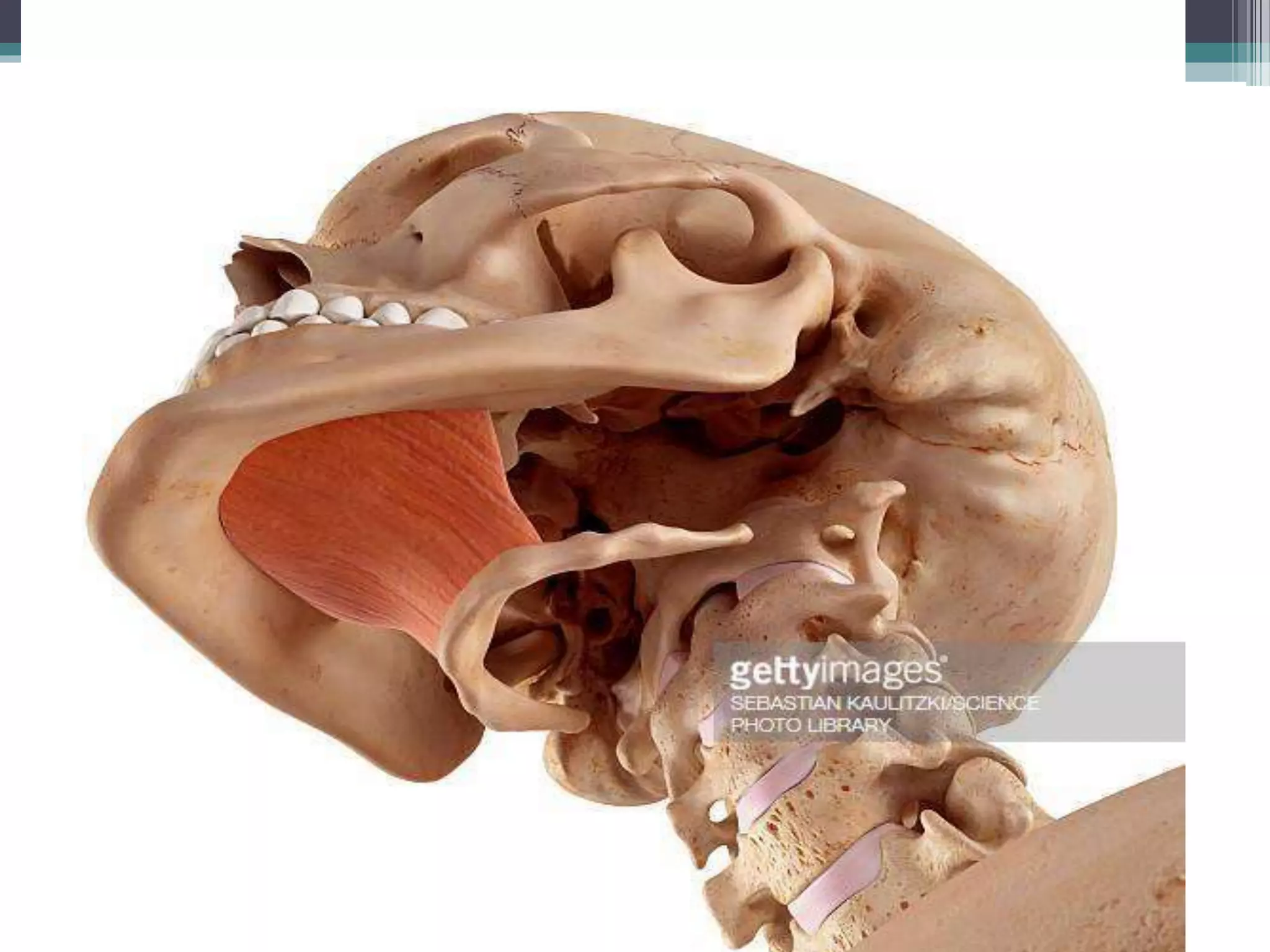 Suprahyoid and infrahyoid muscles | PPTX
