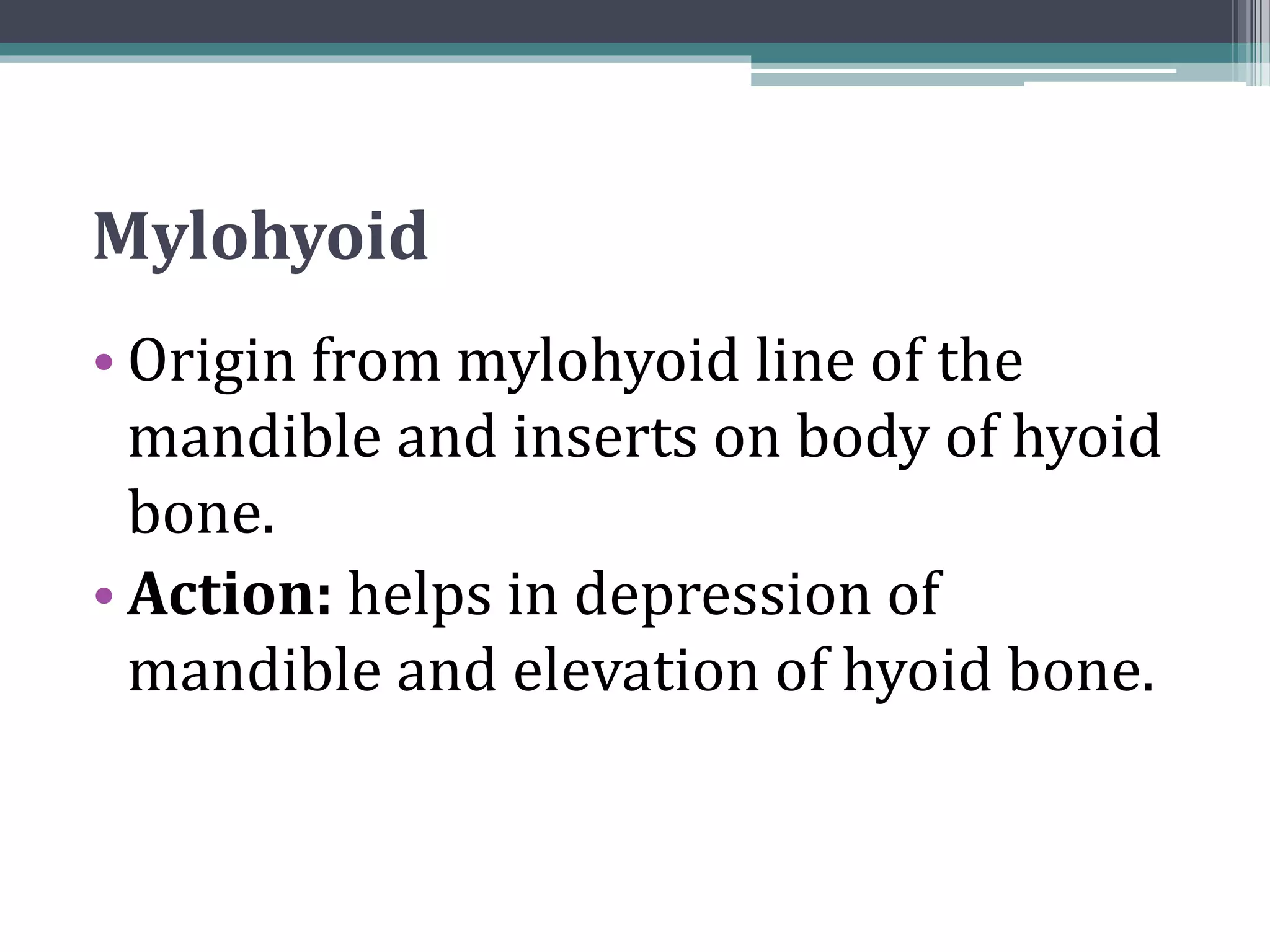 Suprahyoid and infrahyoid muscles | PPTX