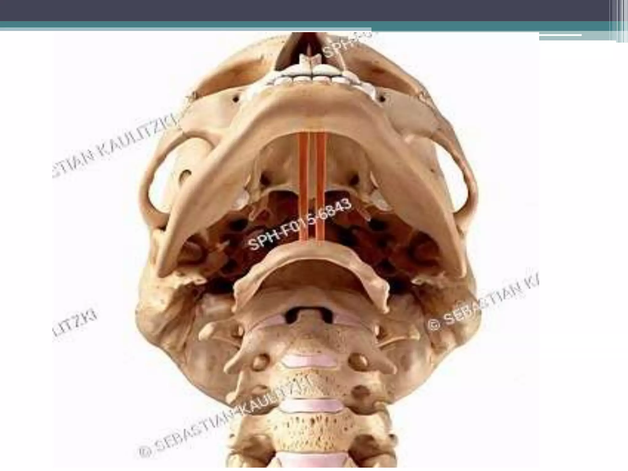 Suprahyoid and infrahyoid muscles | PPTX