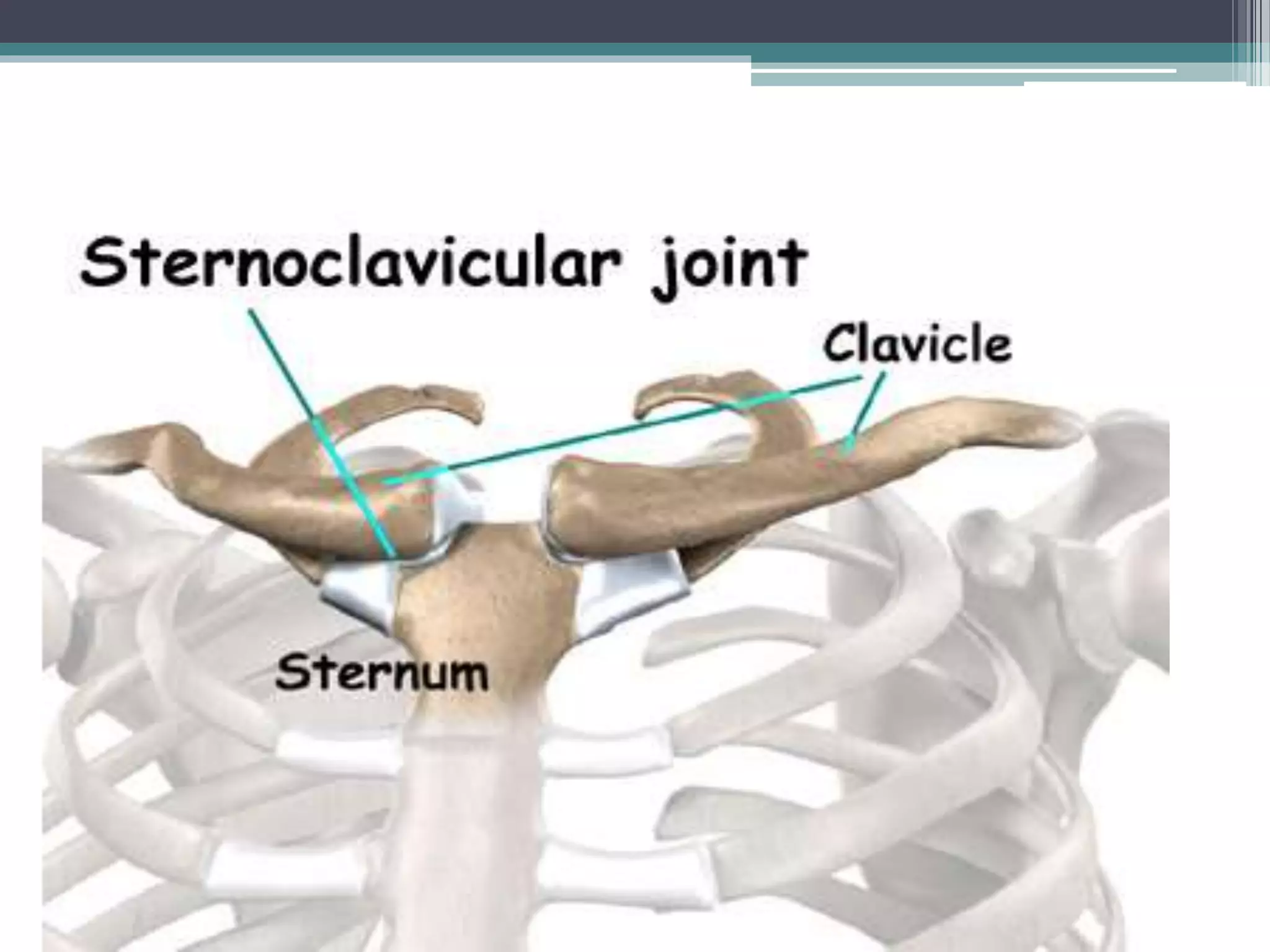 Suprahyoid and infrahyoid muscles | PPTX