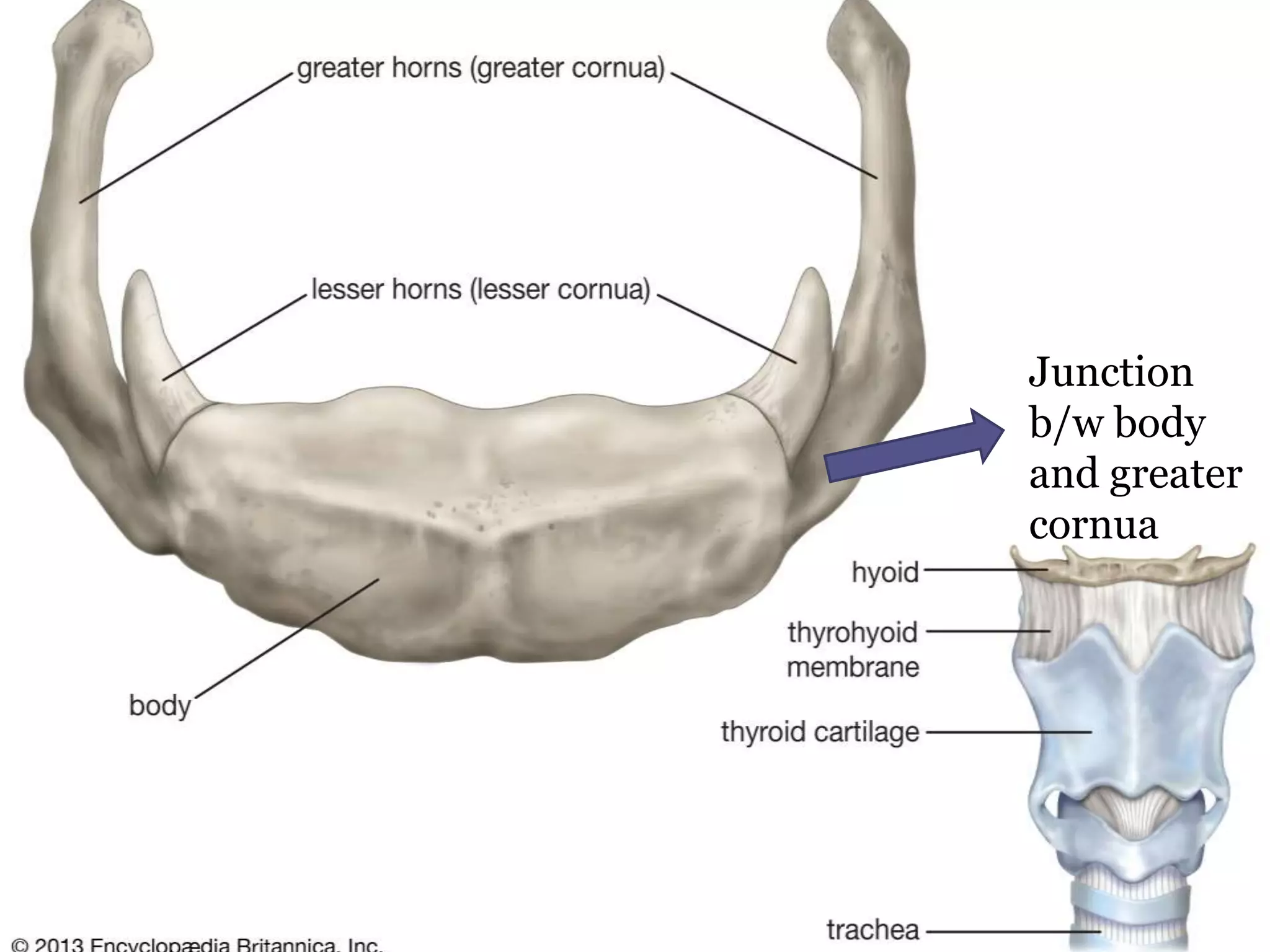 Suprahyoid and infrahyoid muscles | PPTX | Thyroid Disorders ...