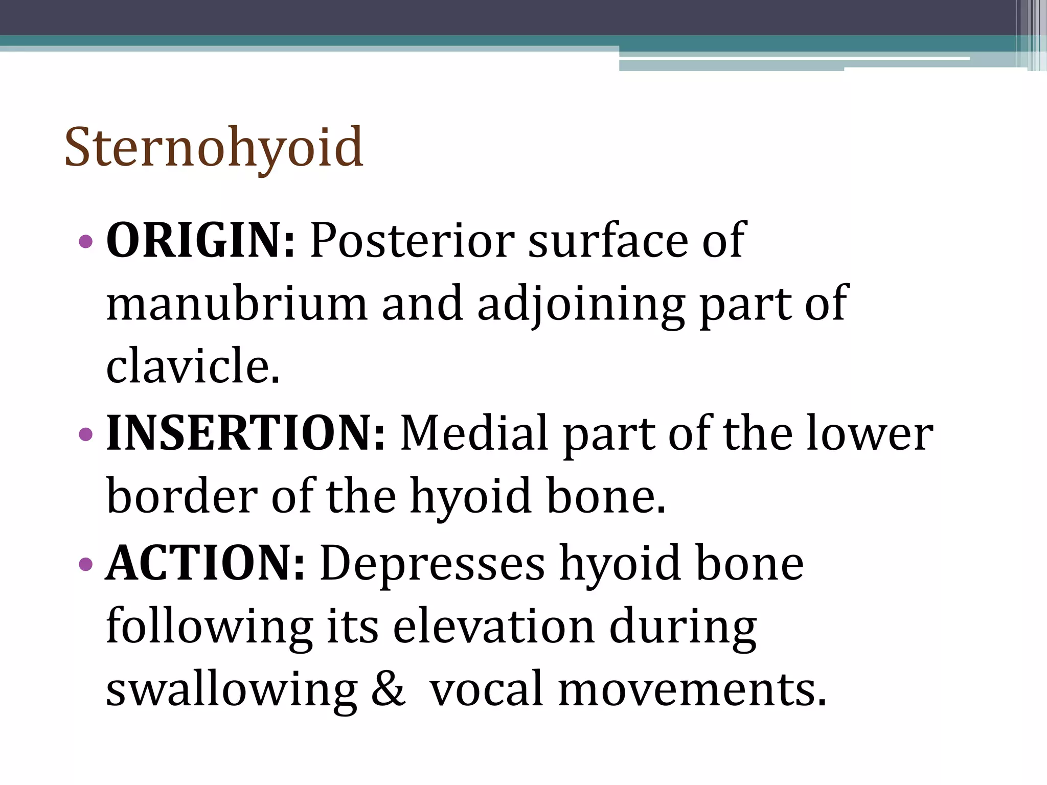 Suprahyoid and infrahyoid muscles | PPTX