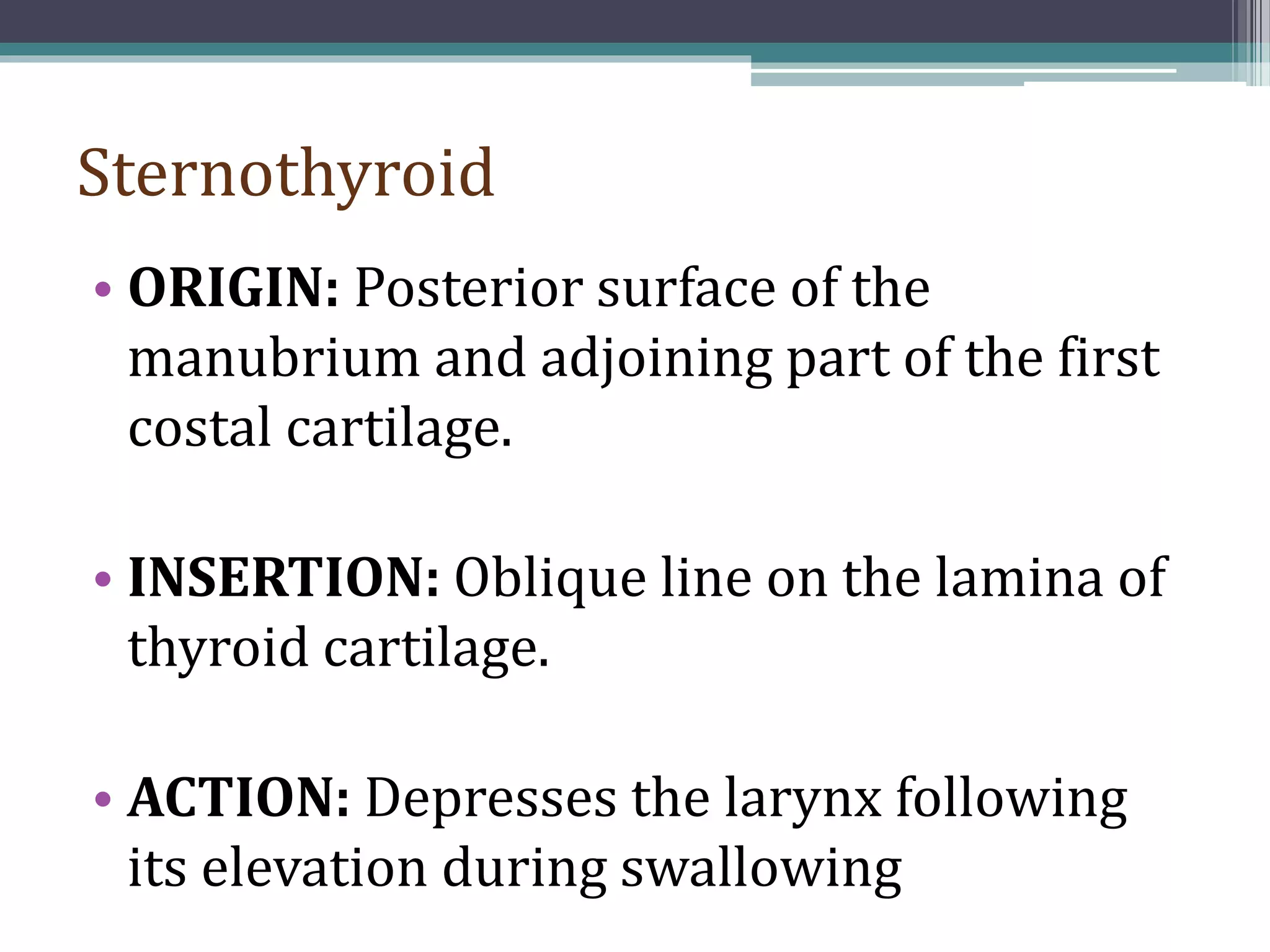 Suprahyoid and infrahyoid muscles | PPTX