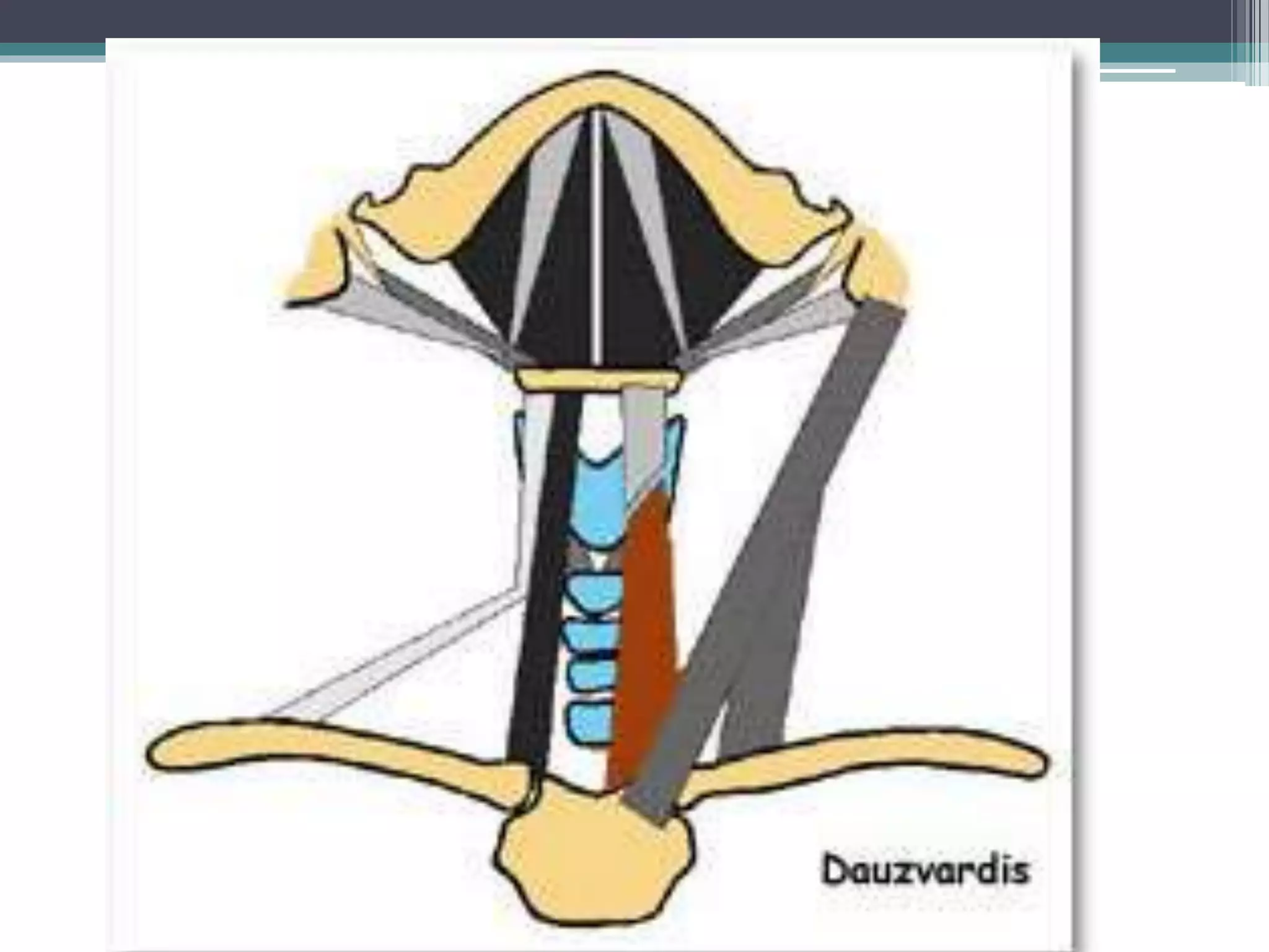 Suprahyoid and infrahyoid muscles | PPTX