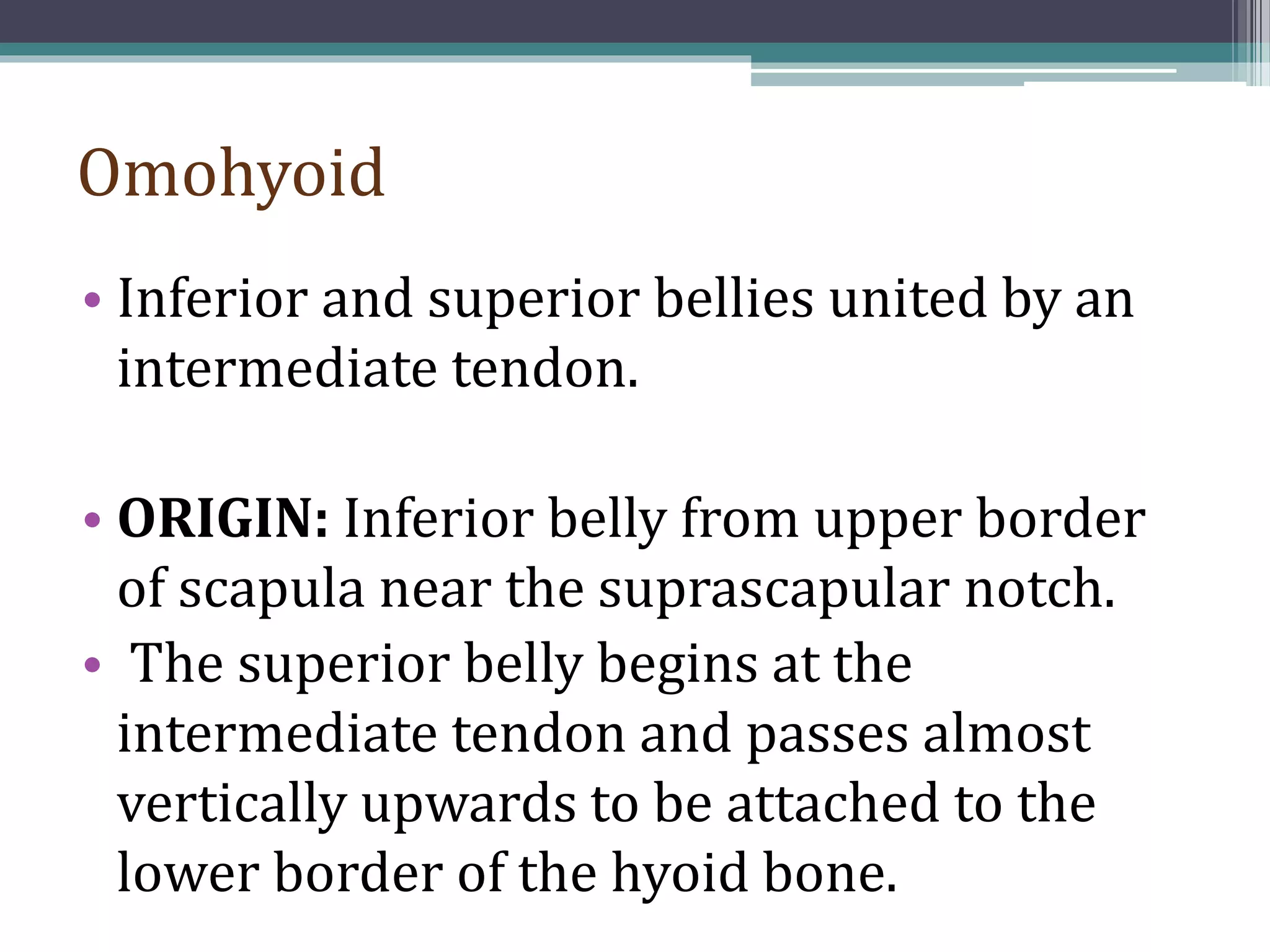 Suprahyoid and infrahyoid muscles | PPTX