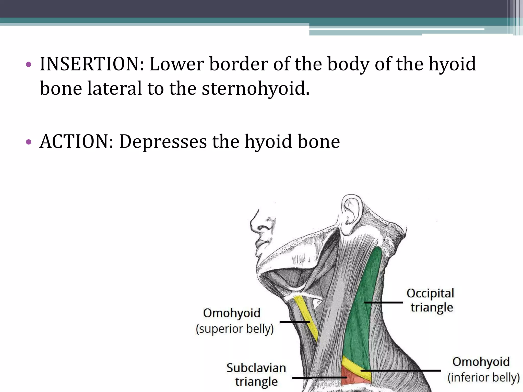 Suprahyoid and infrahyoid muscles | PPTX | Thyroid Disorders ...