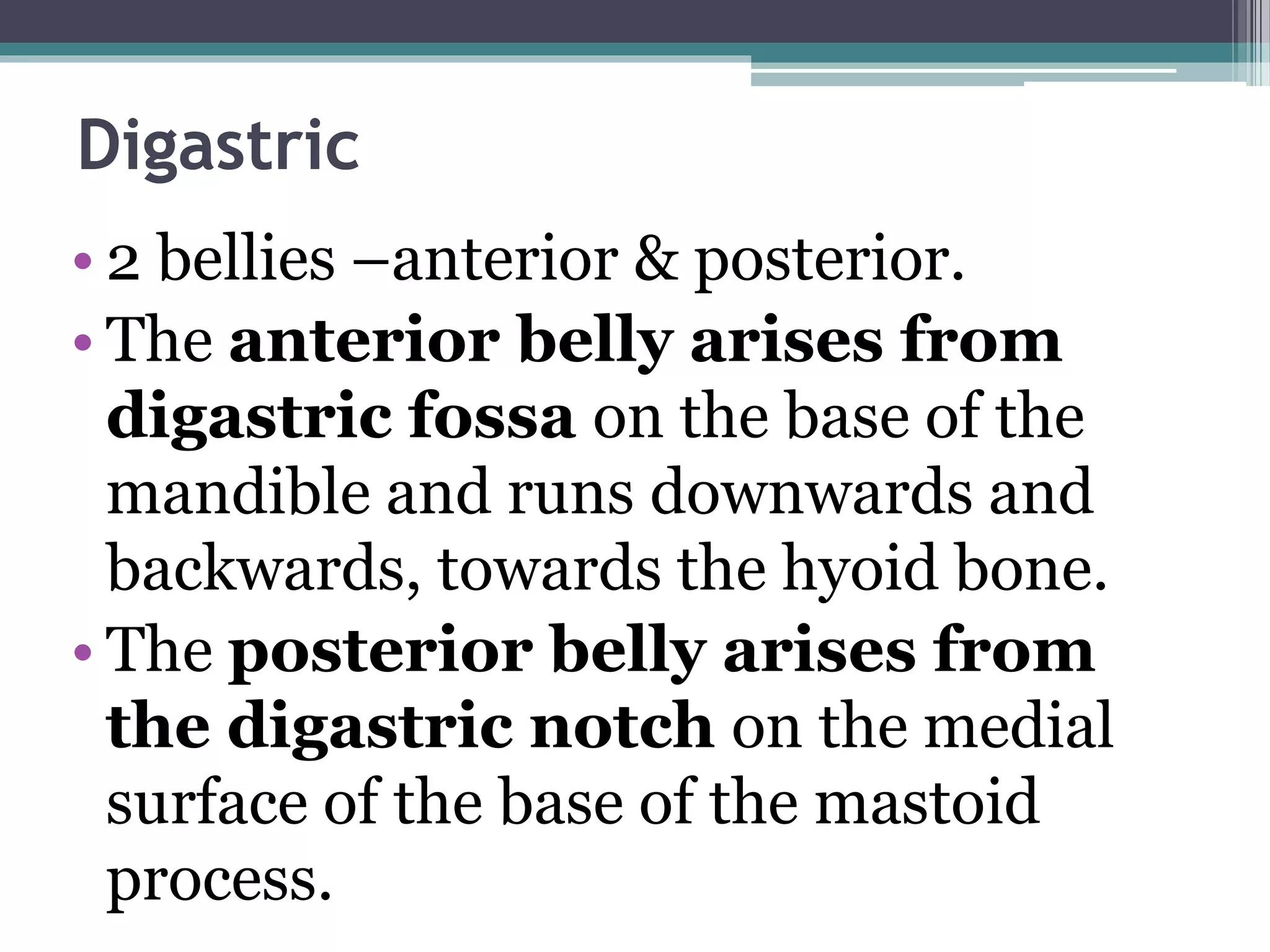 Suprahyoid and infrahyoid muscles | PPTX