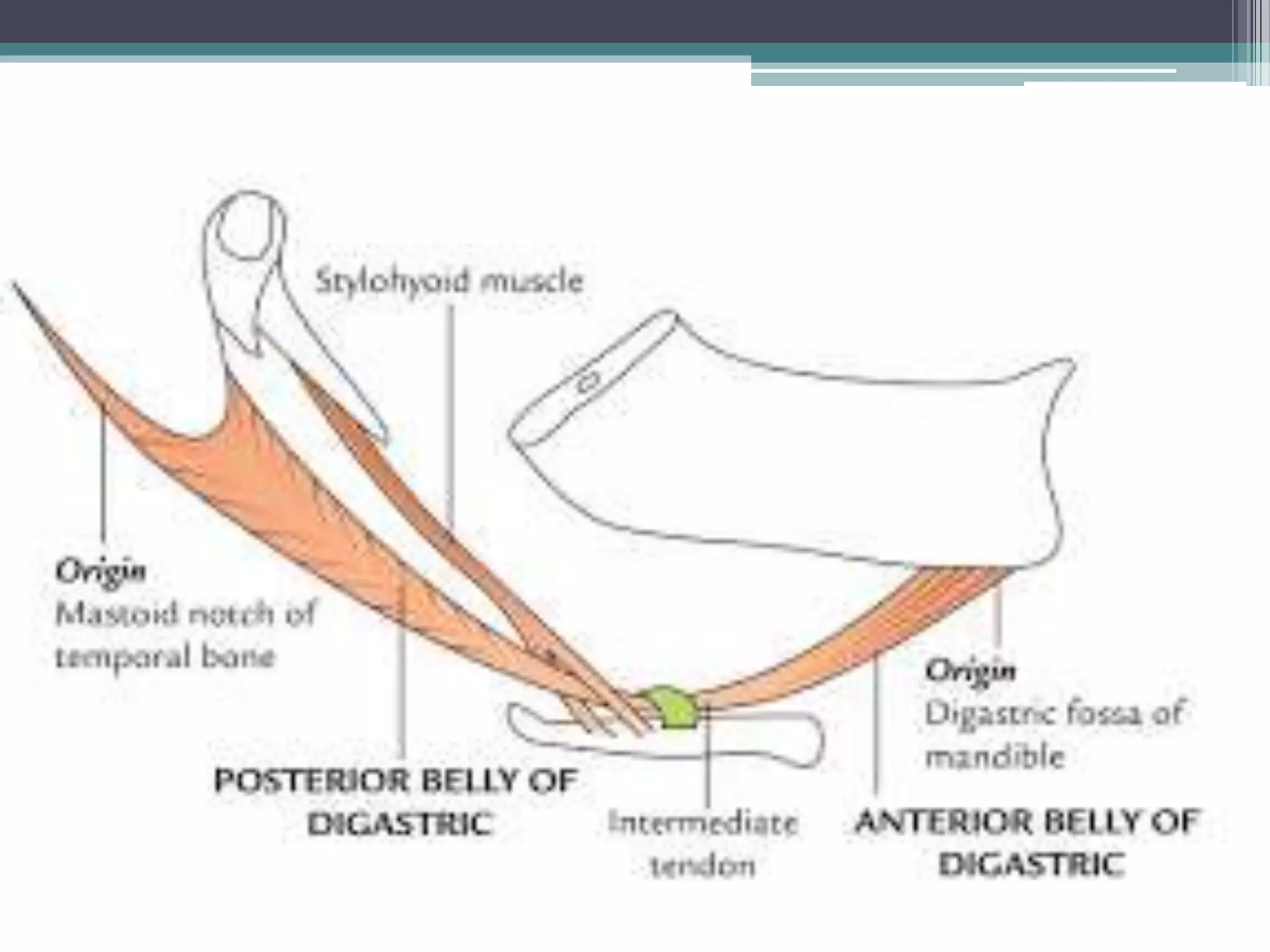 Suprahyoid and infrahyoid muscles | PPTX