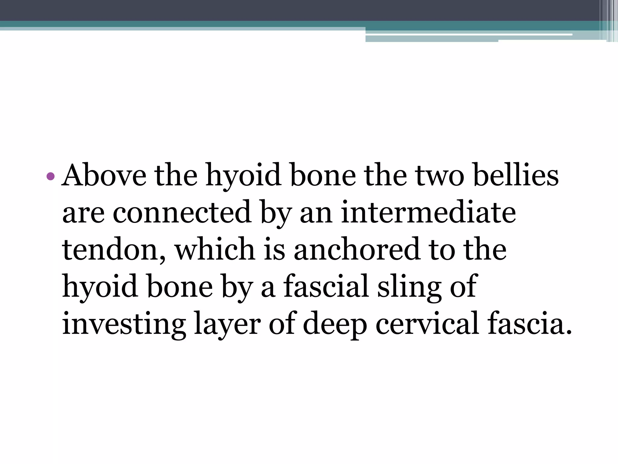 Suprahyoid and infrahyoid muscles | PPTX