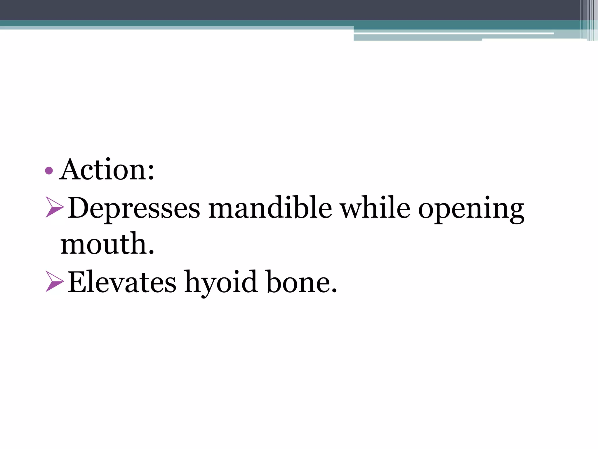 Suprahyoid and infrahyoid muscles | PPTX