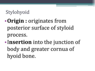 Suprahyoid and infrahyoid muscles | PPTX