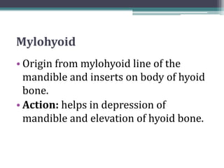 Suprahyoid and infrahyoid muscles | PPTX