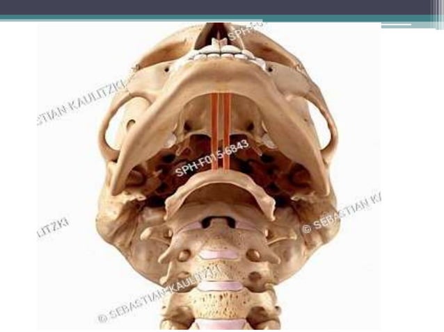 Suprahyoid and infrahyoid muscles | PPTX | Thyroid Disorders ...
