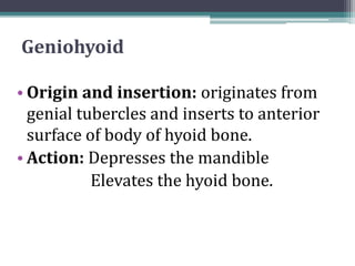Suprahyoid and infrahyoid muscles | PPTX