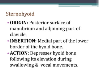 Suprahyoid and infrahyoid muscles | PPTX