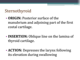 Suprahyoid and infrahyoid muscles | PPTX