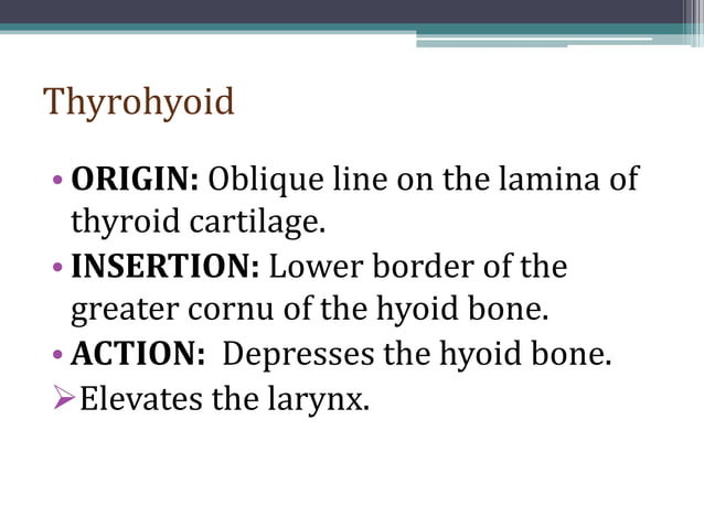 Suprahyoid and infrahyoid muscles | PPTX | Thyroid Disorders ...