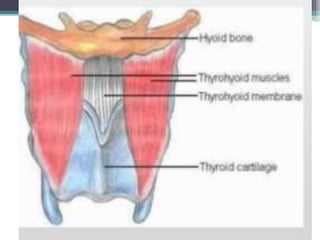 Suprahyoid and infrahyoid muscles | PPTX