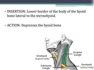 Suprahyoid and infrahyoid muscles | PPTX