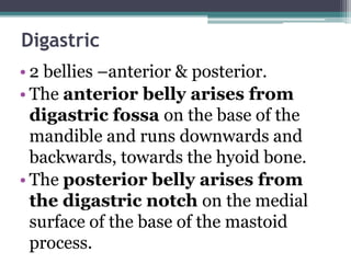 Suprahyoid and infrahyoid muscles | PPTX