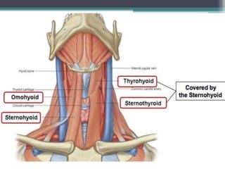 Infrahyoid And Suprahyoid Muscles
