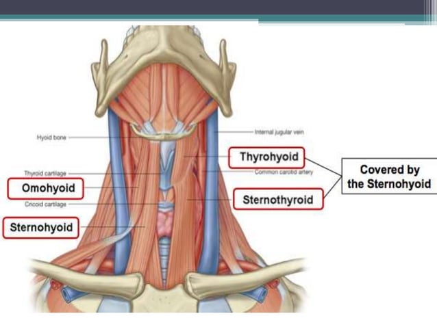 Suprahyoid and infrahyoid muscles
