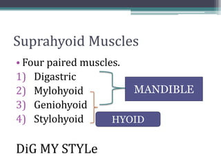 Infrahyoid And Suprahyoid Muscles