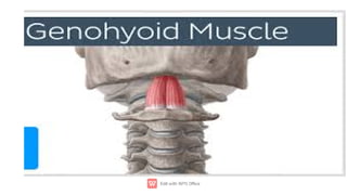 Suprahyoid and Infrahyoid Muscles of neck.pdf
