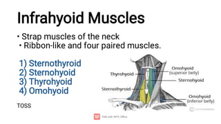 Suprahyoid and Infrahyoid Muscles of neck.pdf