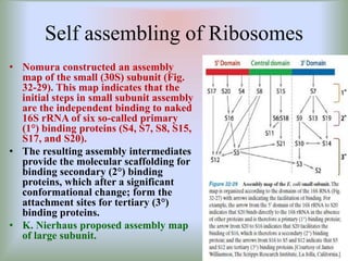 Supramolecules assembly by kk sahu | PPTX
